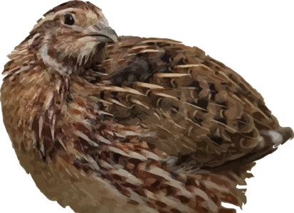 Live Quail | Small-Scale Quail