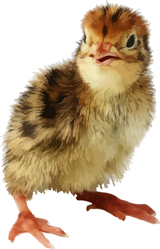 Small-Scale Quail: Farm-fresh eggs, meat, live quail, and more